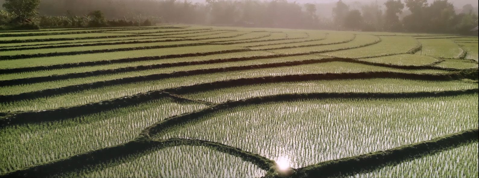 Taureau Ailé - Riz Kamâlis - Bientôt dans vos meilleures recettes ...