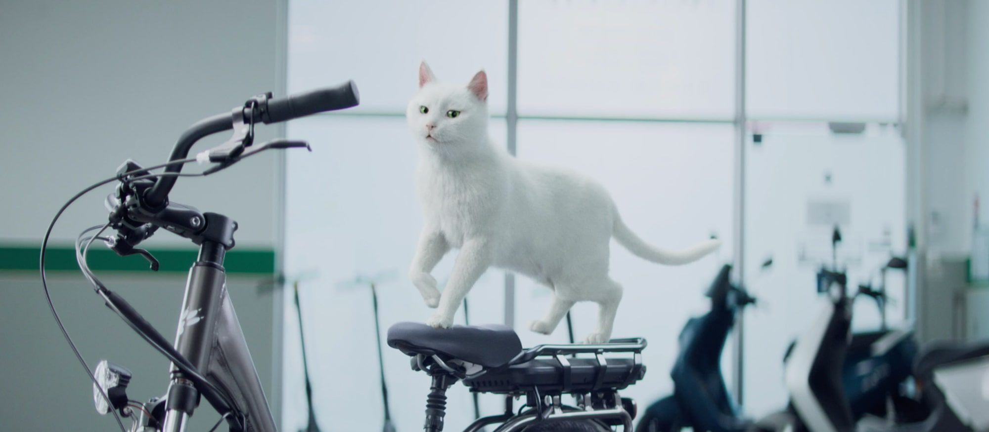 Feu Vert - Rien ne remplace (le chat) l’expert - Packshotmag