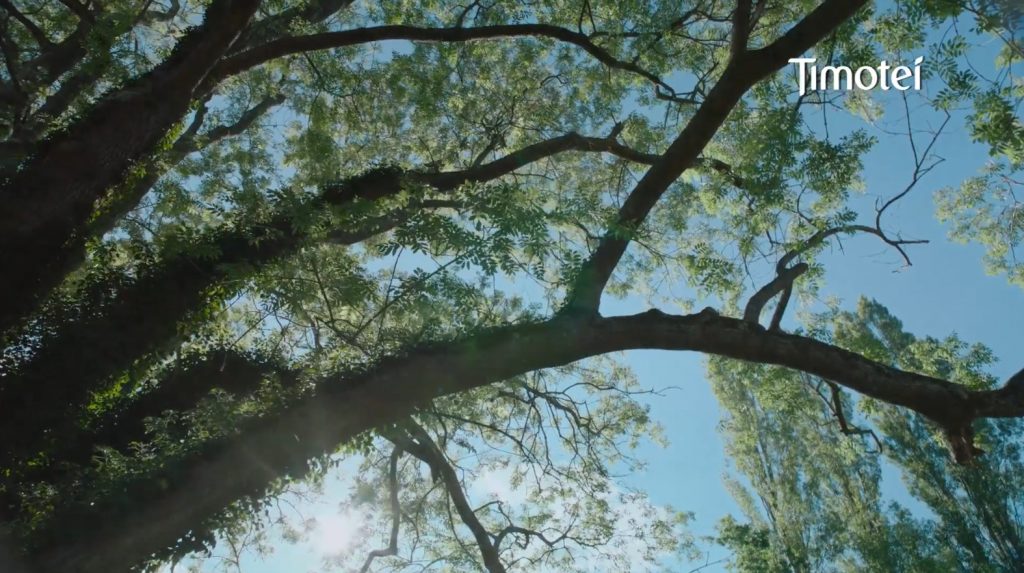 Timotei - La douceur est une force - Packshotmag