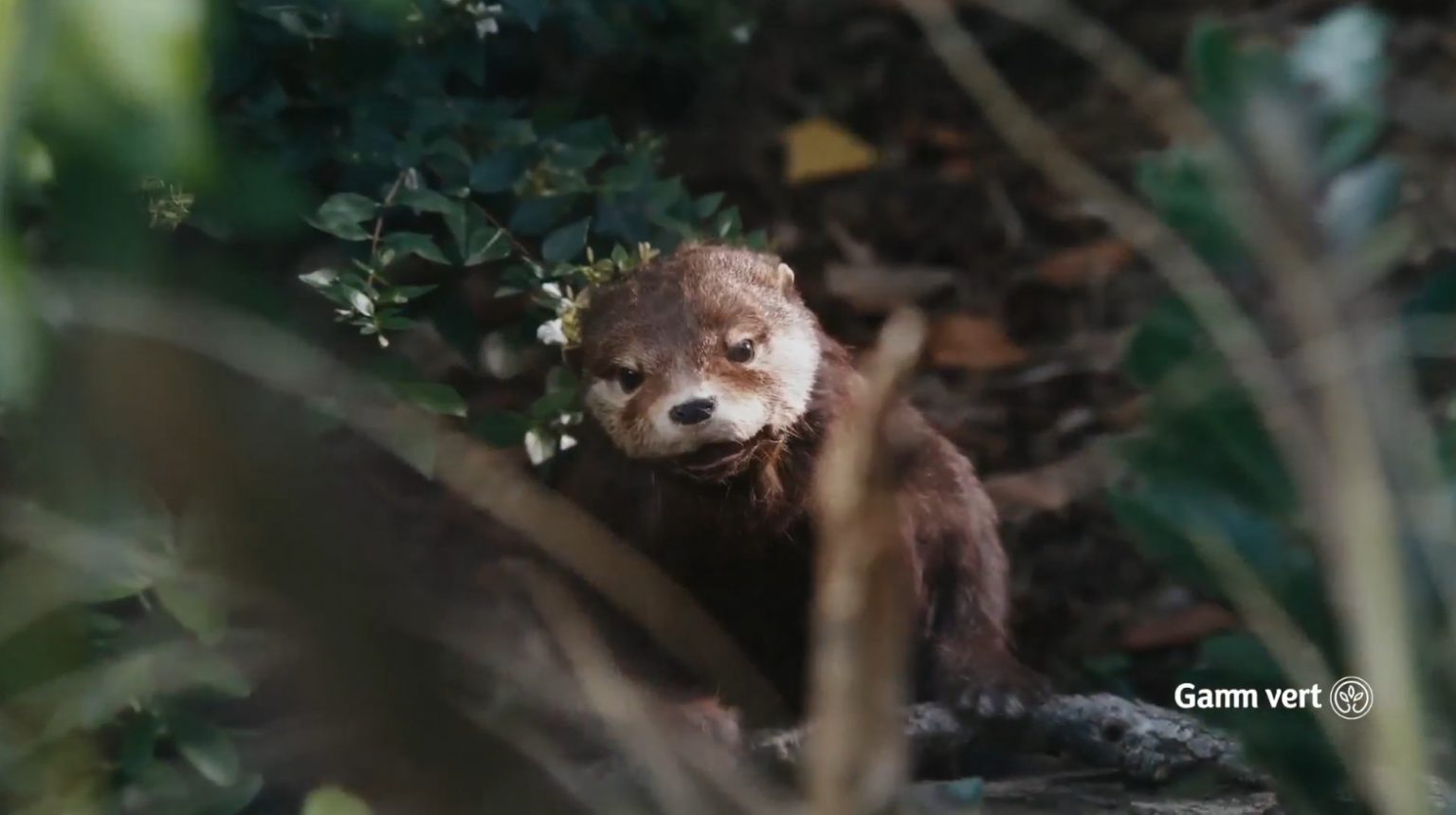 Gamm Vert - Vous allez y arriver - Potager - Animaux - Packshotmag